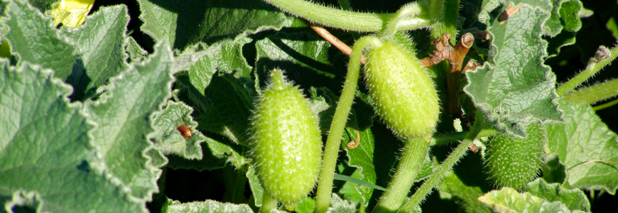 Divlji krastavac - Sinamel biljne kapi